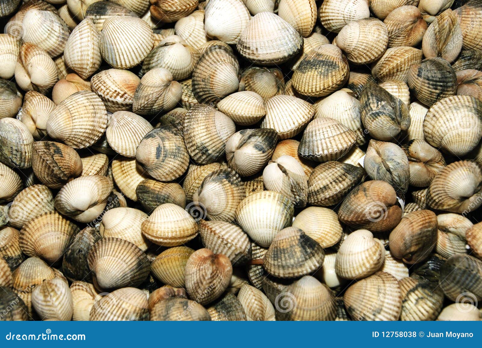 Clams stock photo. Image of crustacean, cooked, supermarket - 12758038