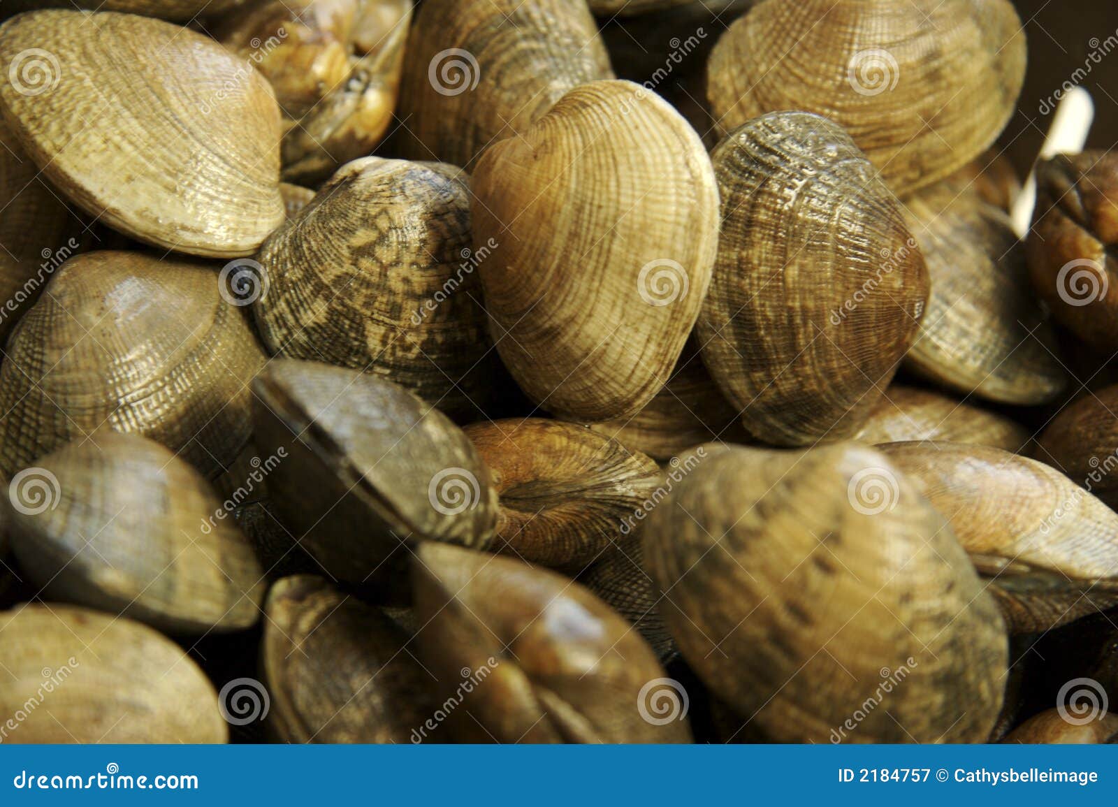 Clams stock image. Image of seafood, marine, closed, mollusk - 2184757