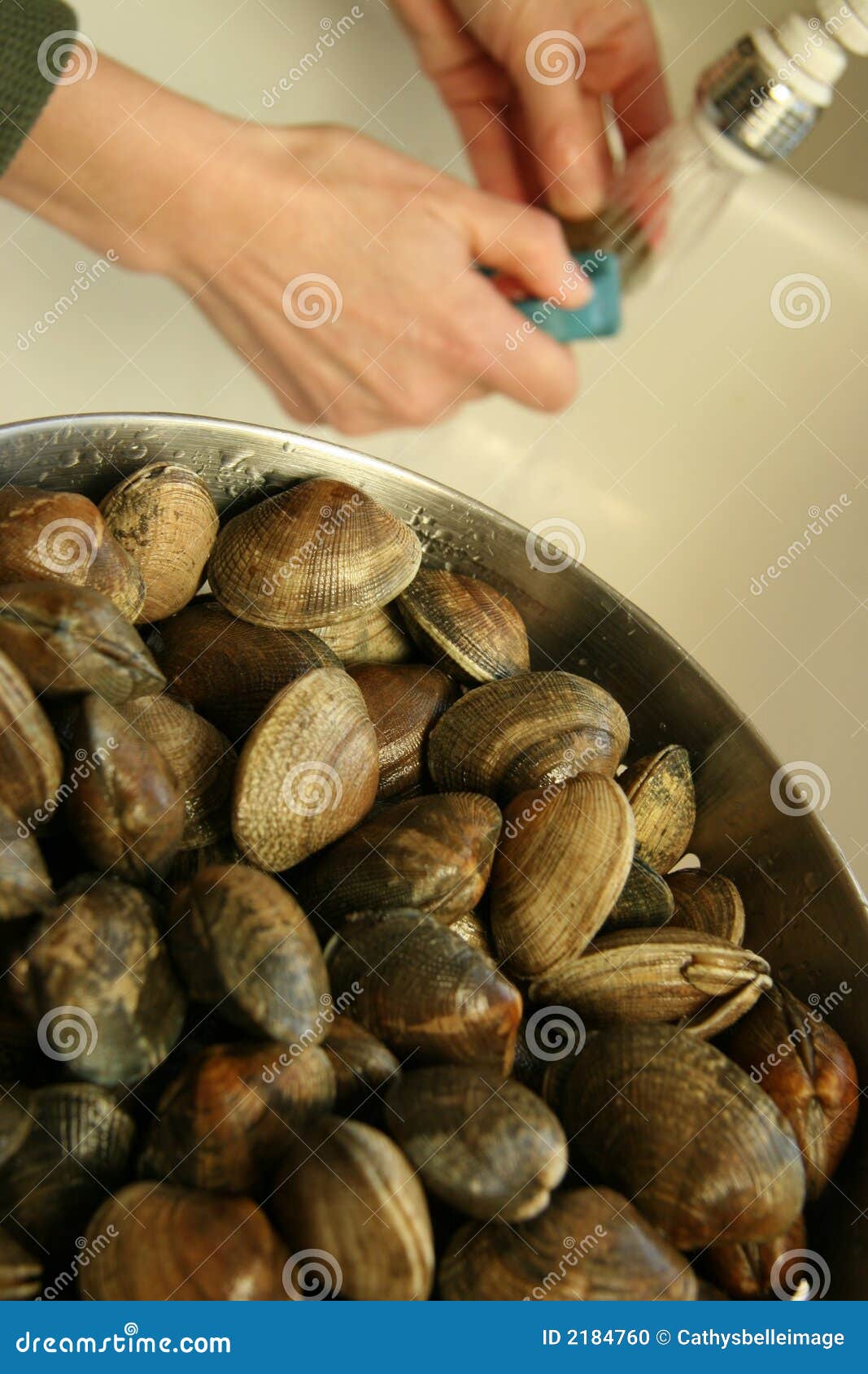 Clams stock photo. Image of washing, sink, clams, water - 2184760