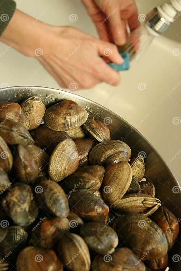 Clams stock photo. Image of washing, sink, clams, water - 2184760