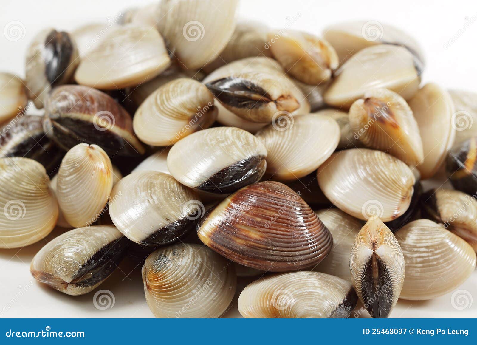 Clams stock image. Image of healthy, kitchen, restaurant - 25468097