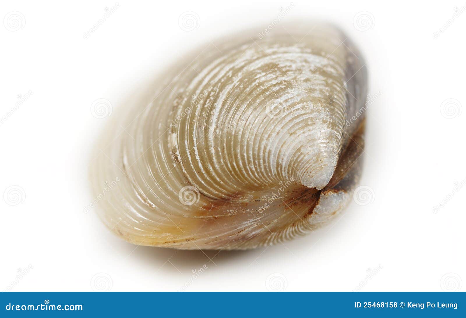 Clams stock photo. Image of market, dinner, shellfish - 25468158