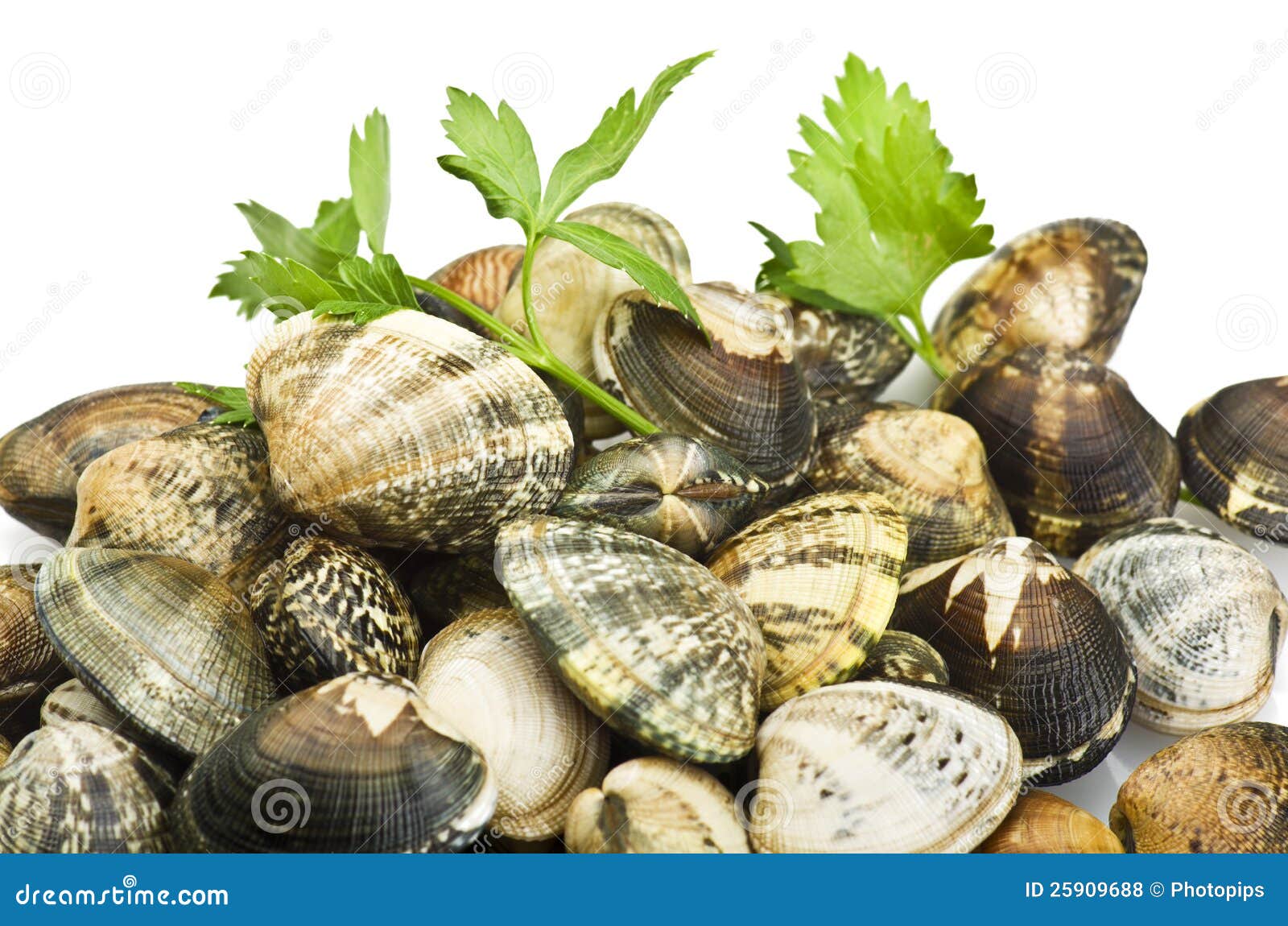 Clams stock photo. Image of health, dish, parsley, food - 25909688