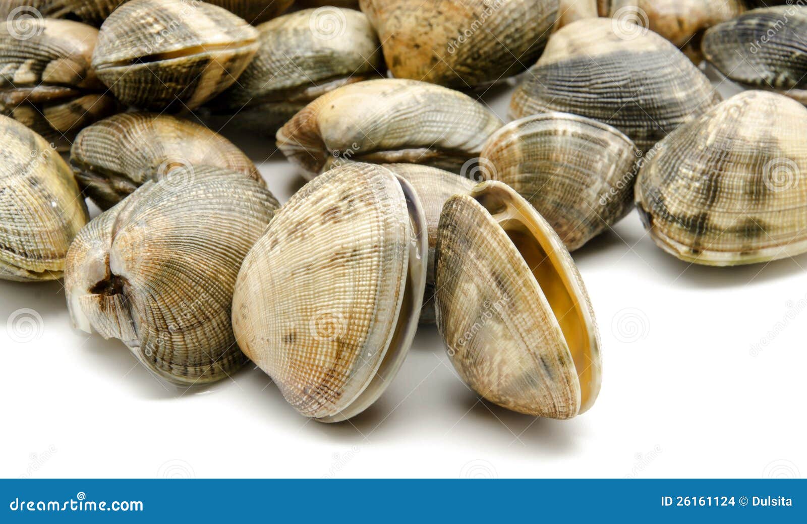 Clams stock photo. Image of clams, tasty, lunch, healthy - 26161124