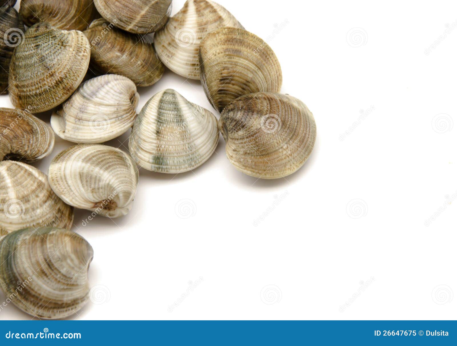 Clams stock image. Image of stewed, fish, seafood, protein - 26647675