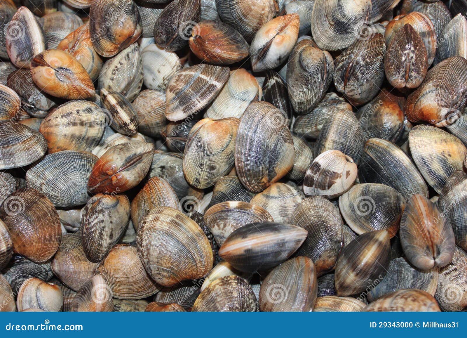 Clams stock photo. Image of fishing, food, fresh, shop - 29343000