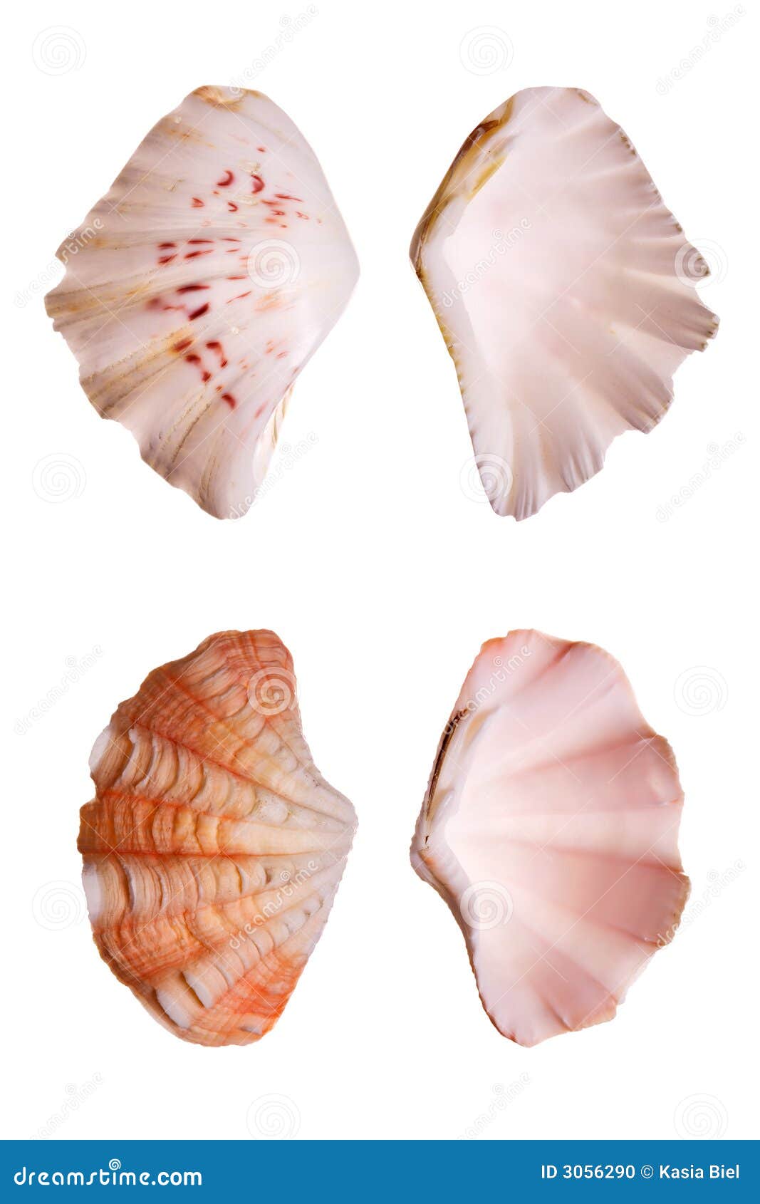 Double Clams Stock Photos - Free & Royalty-Free Stock Photos from ...