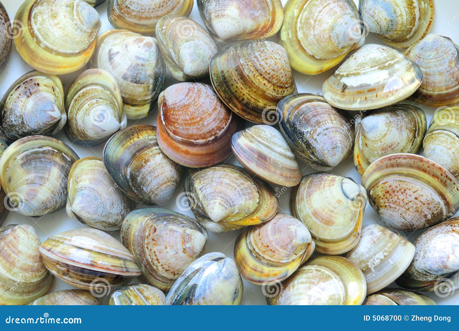 Clams stock photo. Image of clams, mollusc, cooking, cook - 5068700