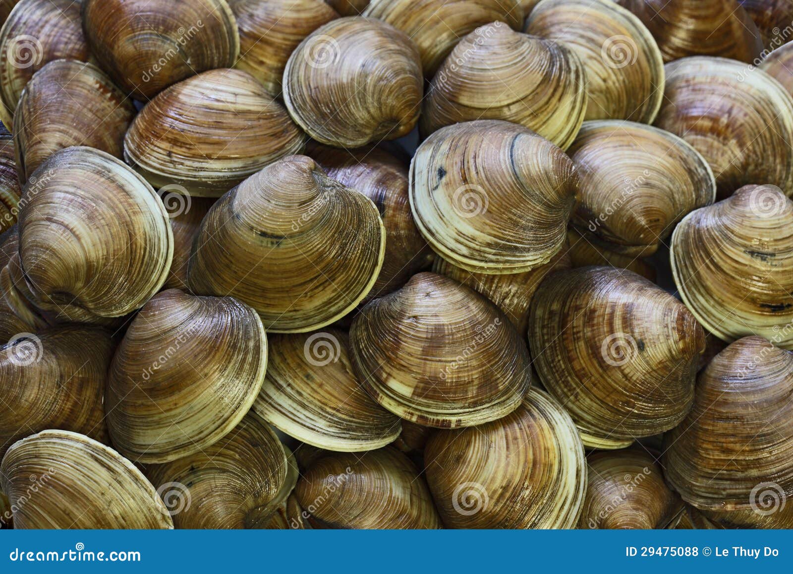 Clams Background stock photo. Image of cook, details - 29475088