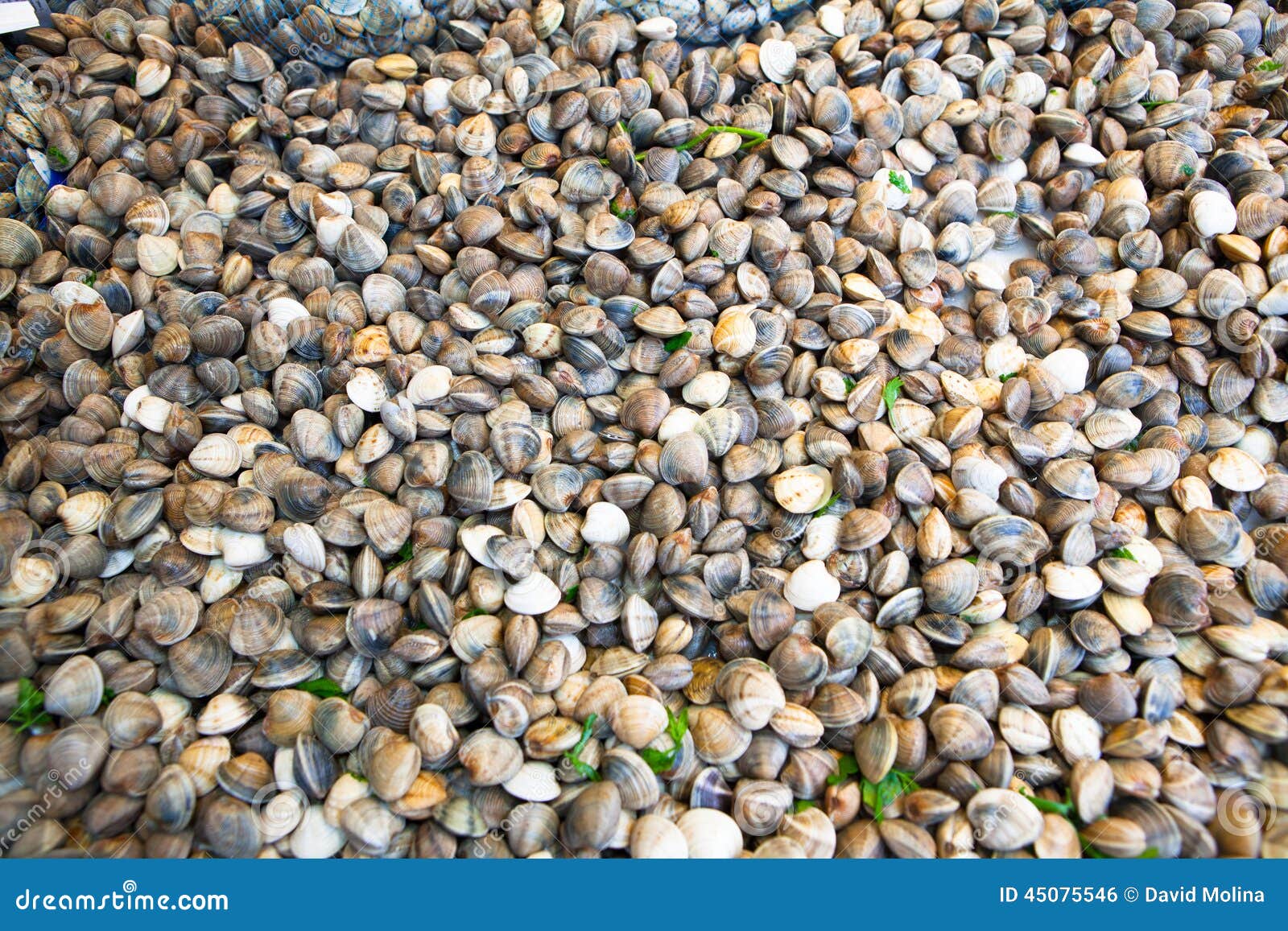 Clams background. stock photo. Image of healthy, seafood - 45075546