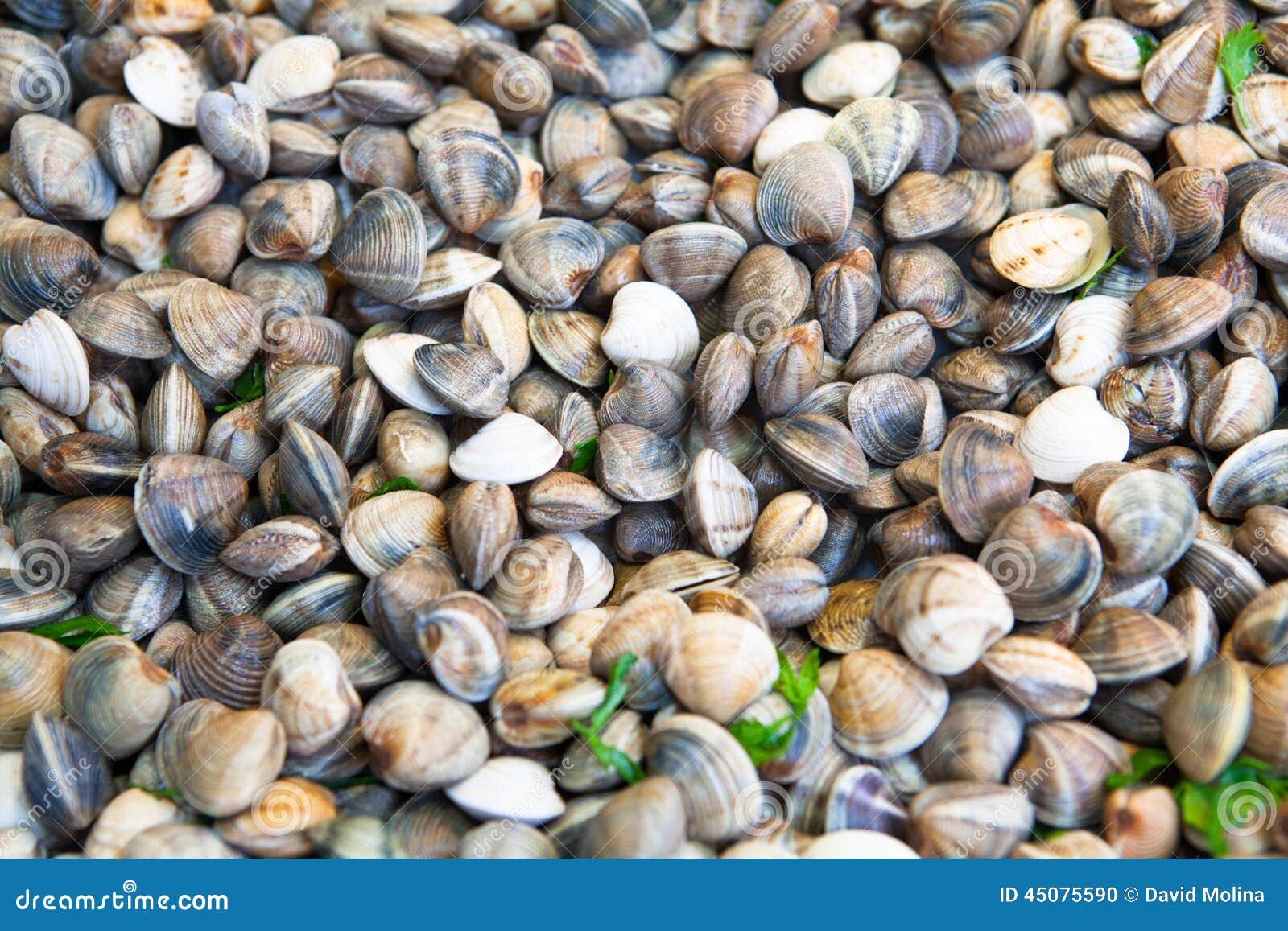 Clams background. stock photo. Image of belgium, healthy - 45075590