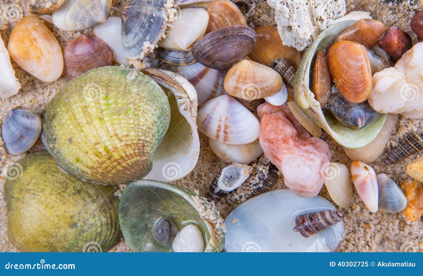 Clams on Beach Sand Background Stock Image - Image of shore, heap: 40302725