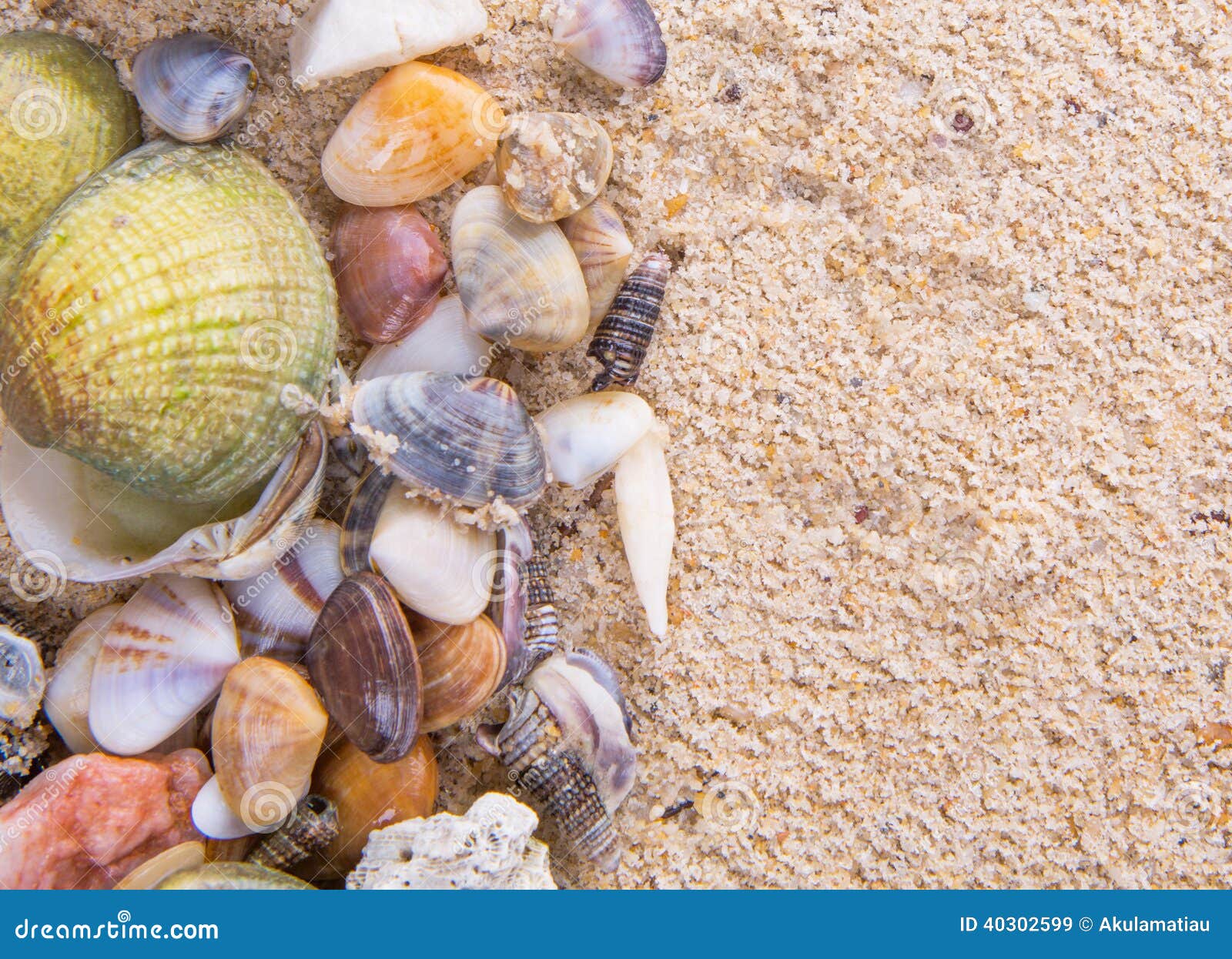 Clams on Beach Sand II stock image. Image of sandy, nature - 40302599