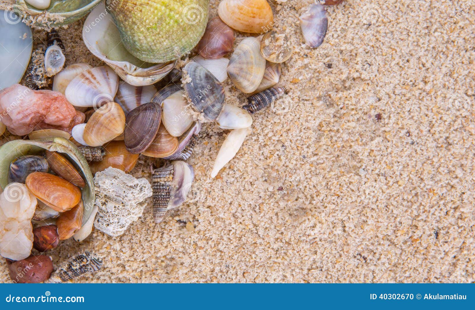 Clams on Beach Sand VII stock photo. Image of gritty - 40302670