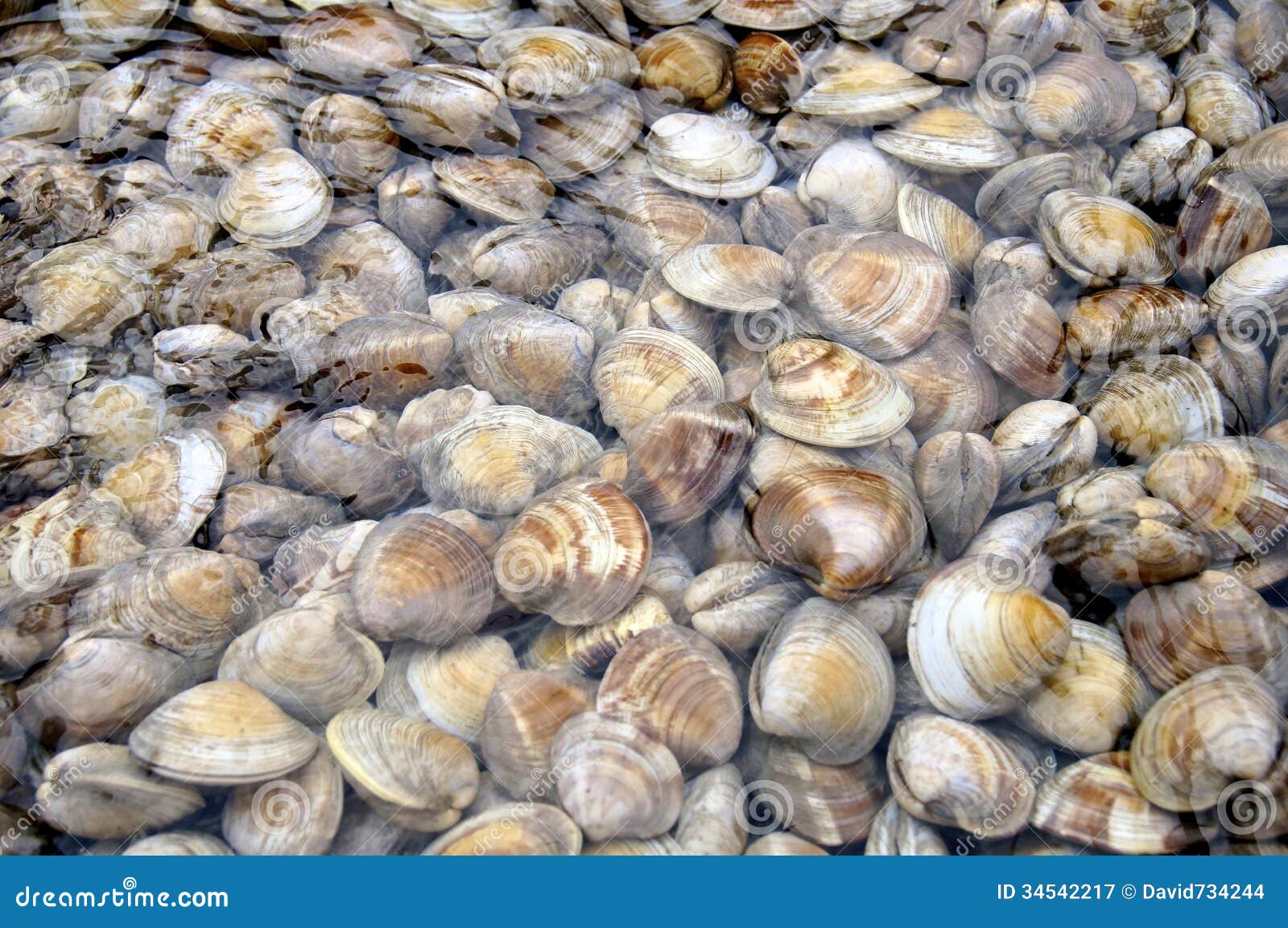Clams stock image. Image of fresh, stack, mollusk, farm - 34542217