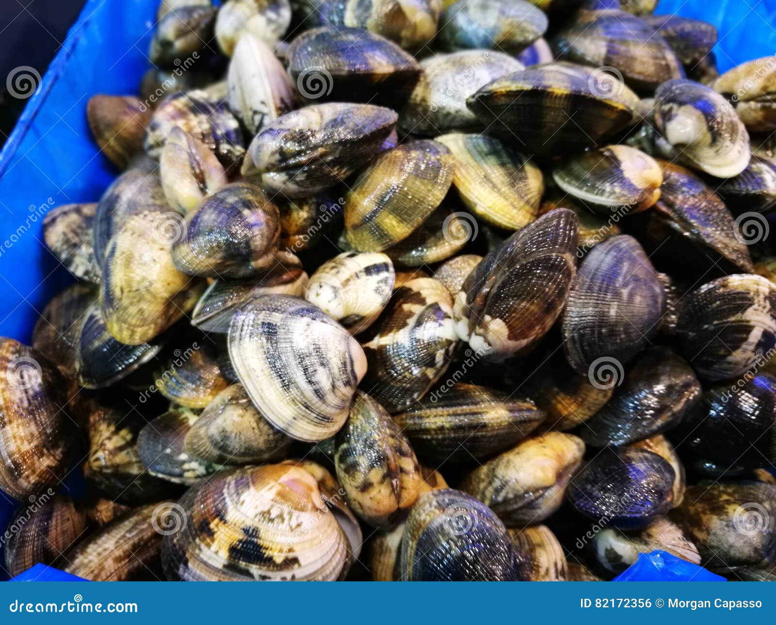 Clams on display stock photo. Image of stack, vendor - 82172356