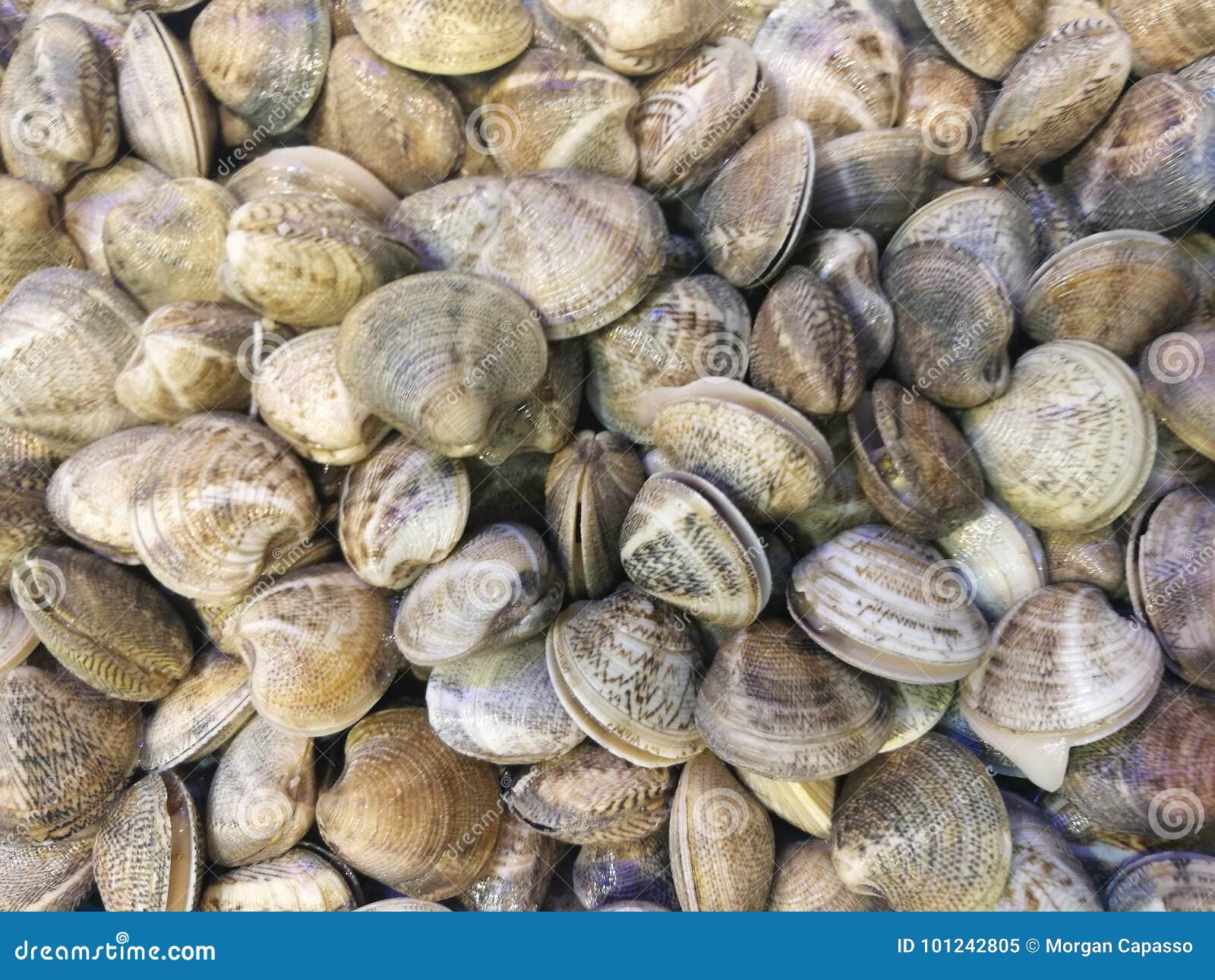 Clams in fish market stock image. Image of heap, abstraction - 101242805