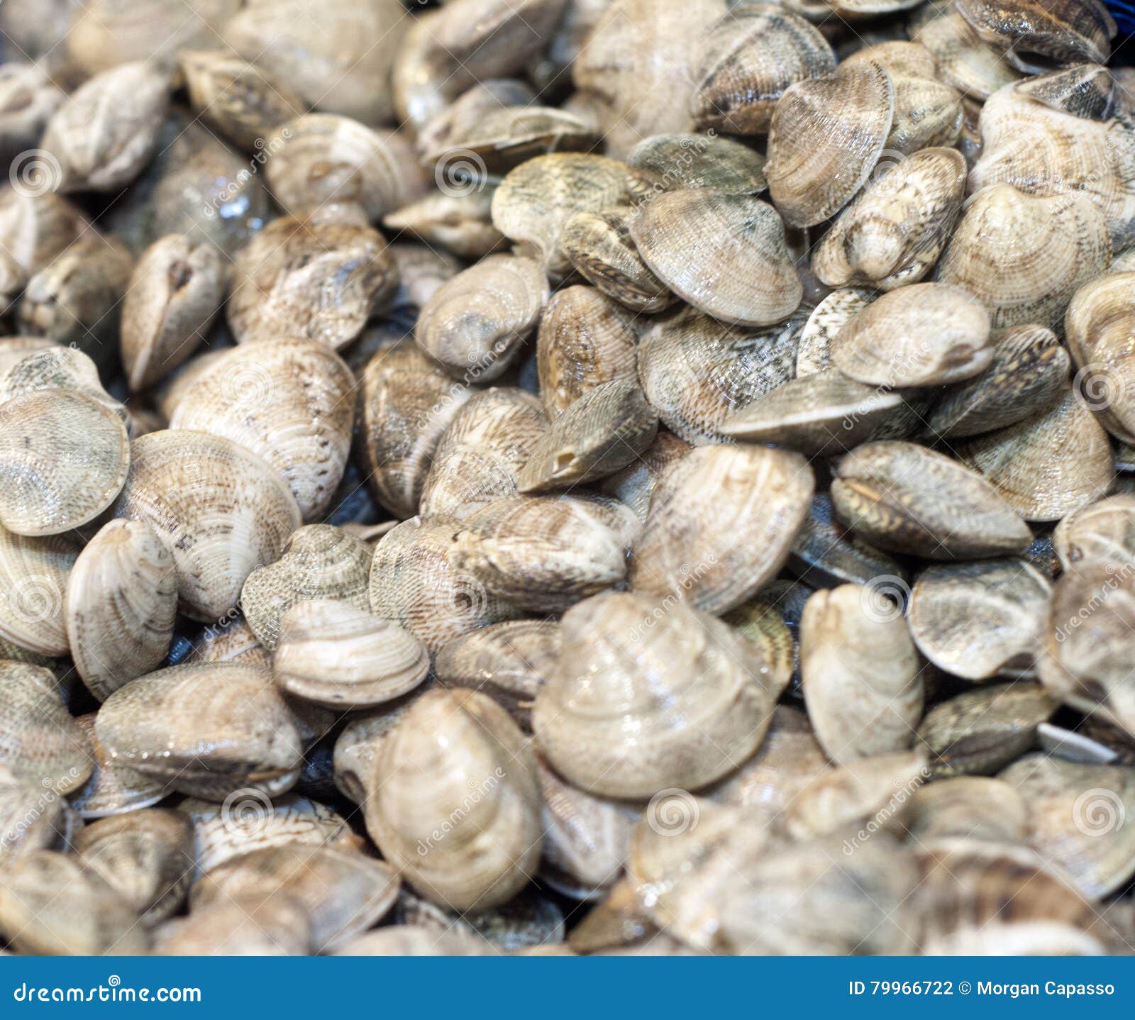 Clams in fish market stock photo. Image of display, oyster - 79966722