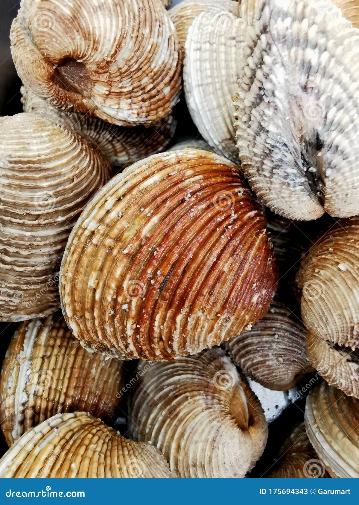 Clams at the fish market stock image. Image of cuisine - 175694343
