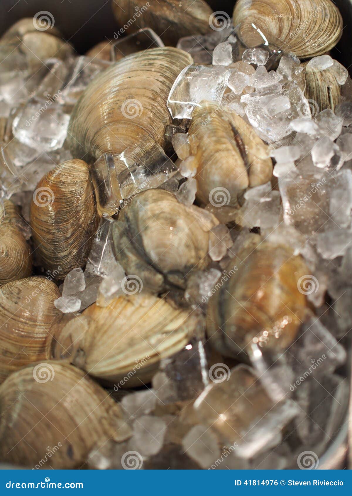 Clams stock photo. Image of fish, seafood, fishermen - 41814976