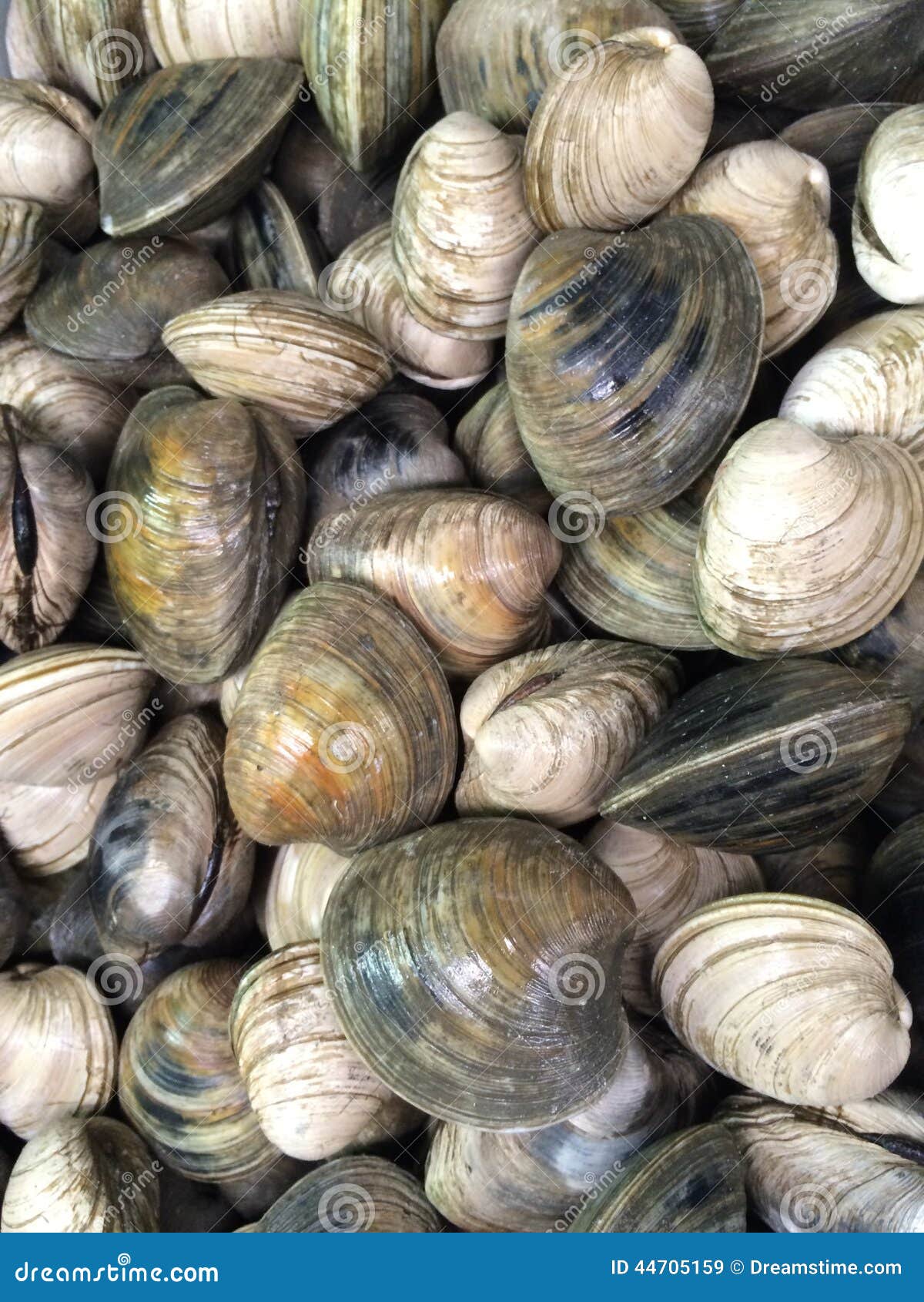 Clams stock image. Image of shell, clams, ocean, fresh - 44705159