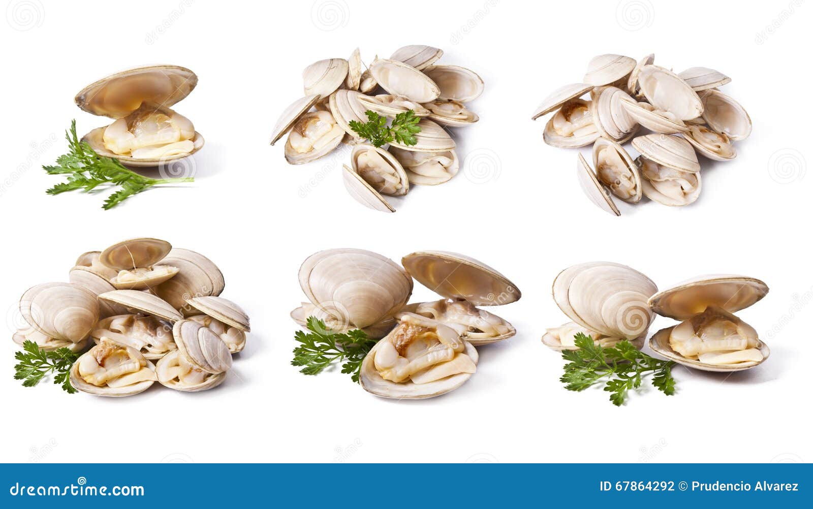 Clams isolated stock photo. Image of healthy, cooked - 67864292
