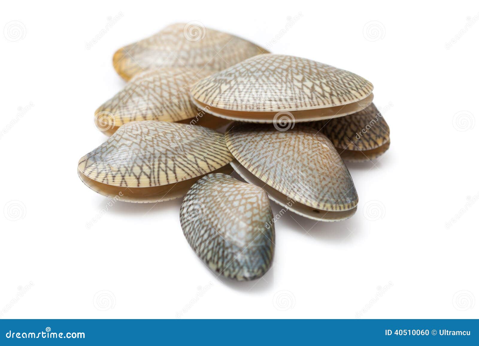 Clams Isolated on White Background Stock Photo - Image of isolated ...