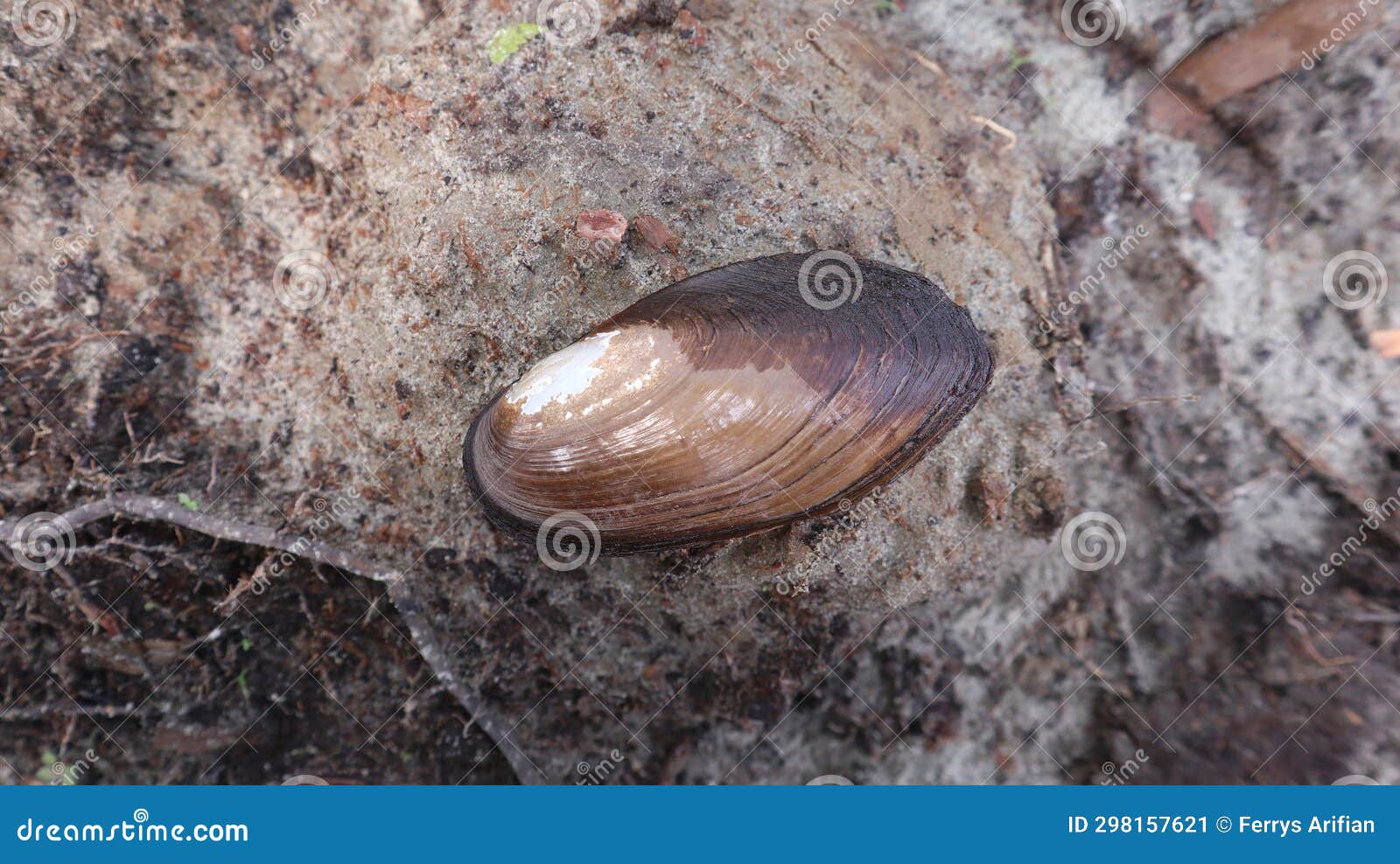 Clams, oysters, mussels stock image. Image of crustacean - 298157621