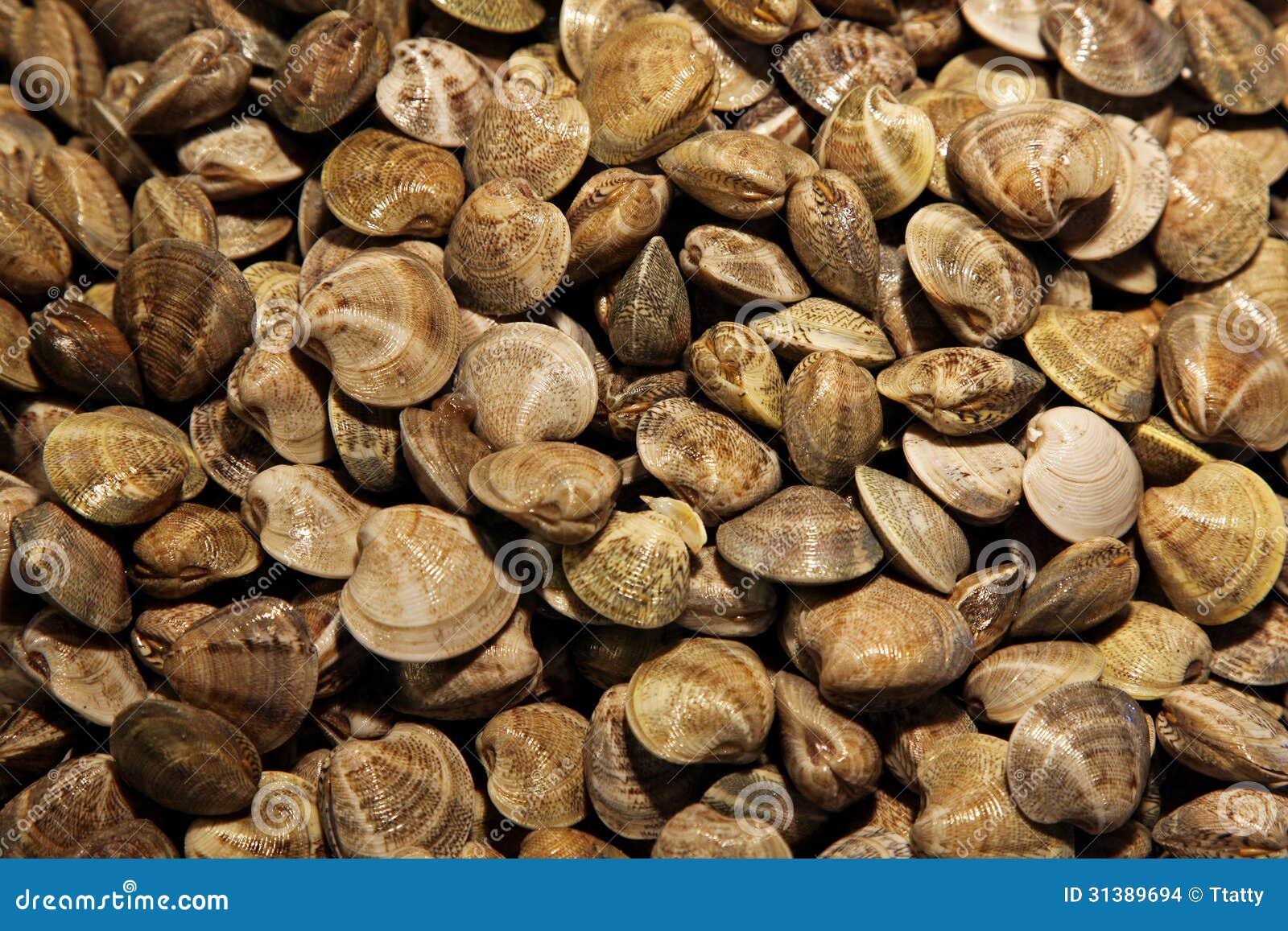 Clams pile stock photo. Image of shell, crustacean, mollusk - 31389694