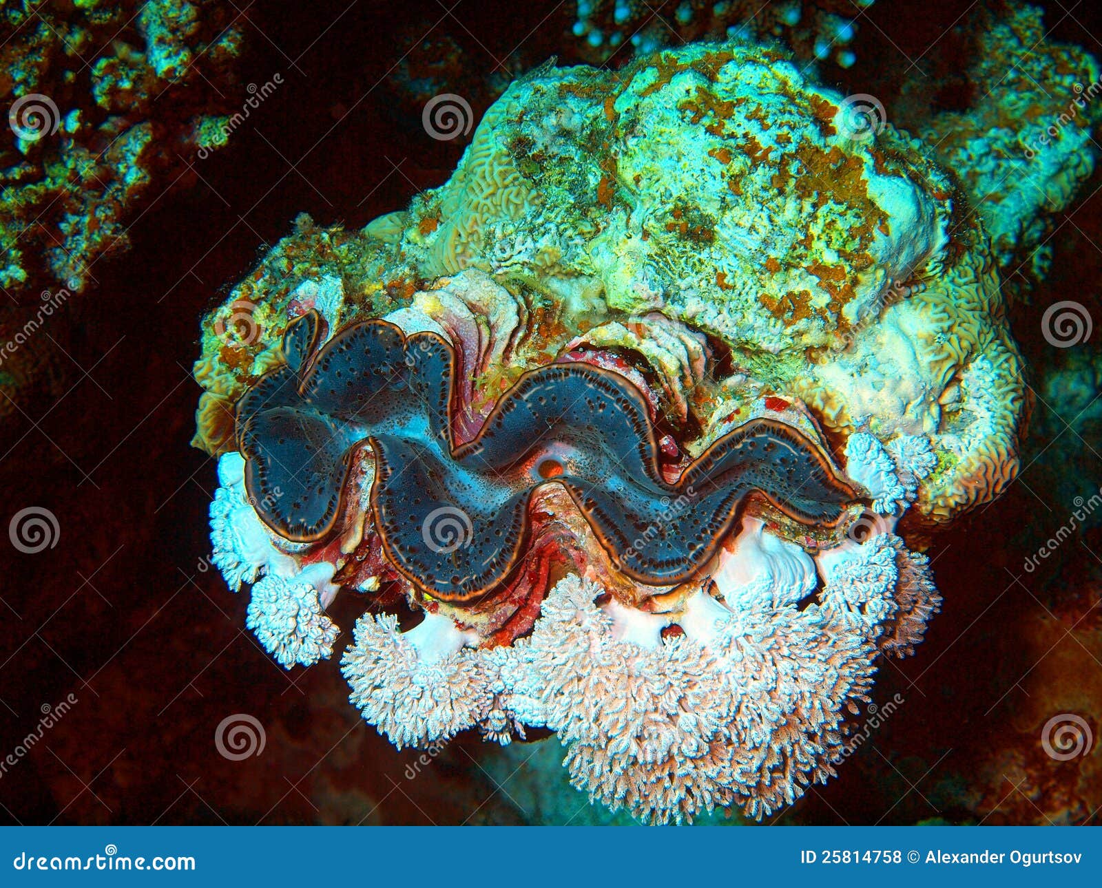 Clams of the Red sea stock photo. Image of nature, ocean - 25814758