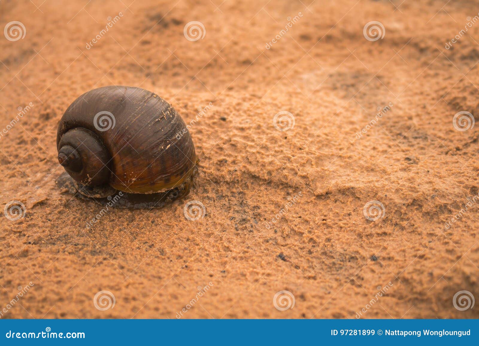 Clams on the sand. stock image. Image of copy, nature - 97281899