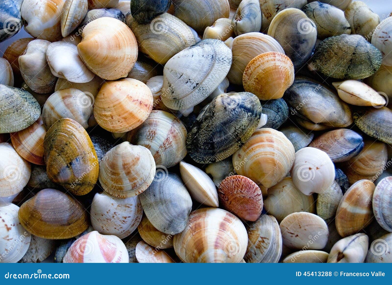 Clams sea shells stock photo. Image of texture, beach - 45413288