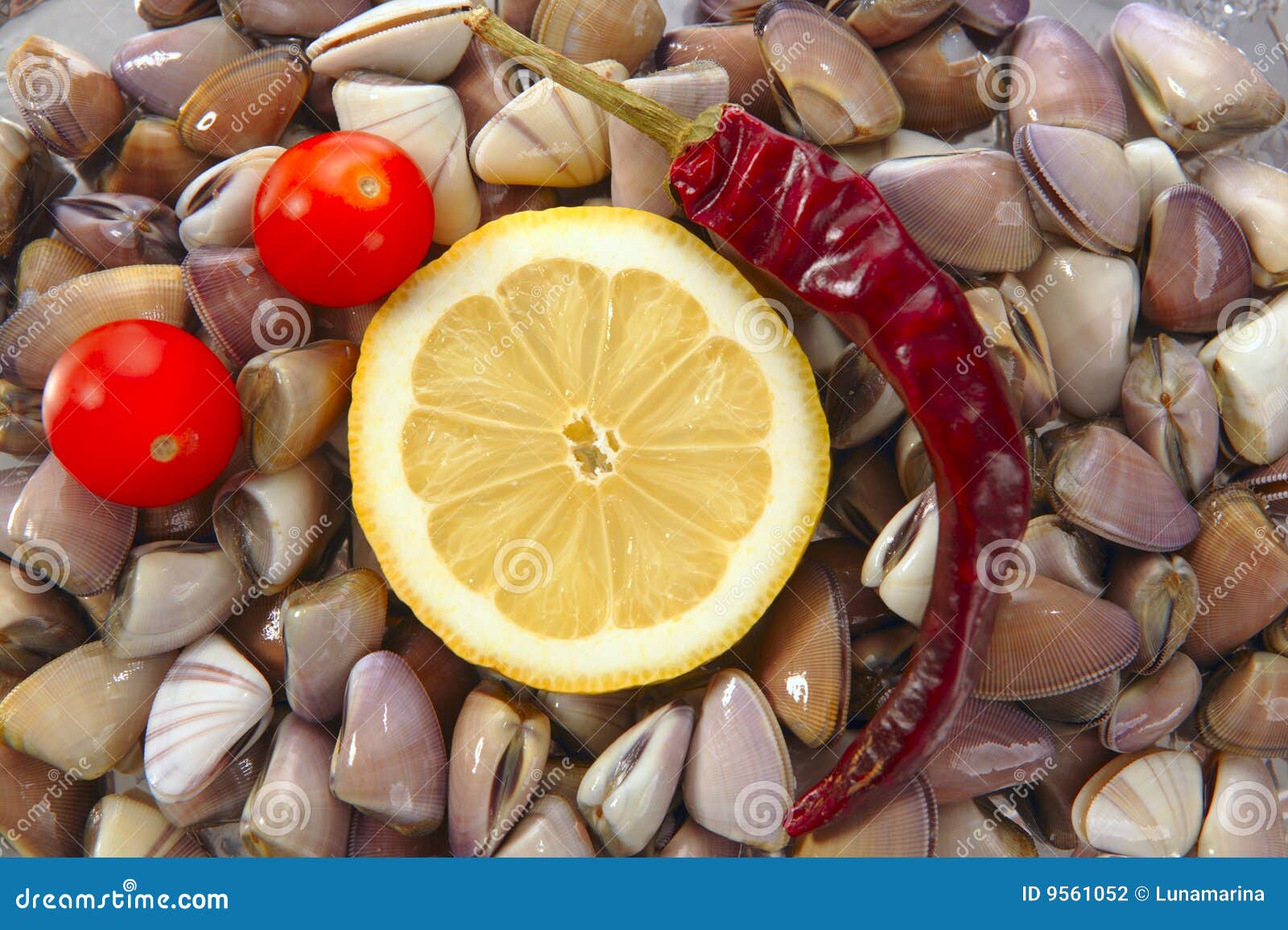 Clams, Tellin Seafood Close Up Stock Photo - Image of fresh, color: 9561052