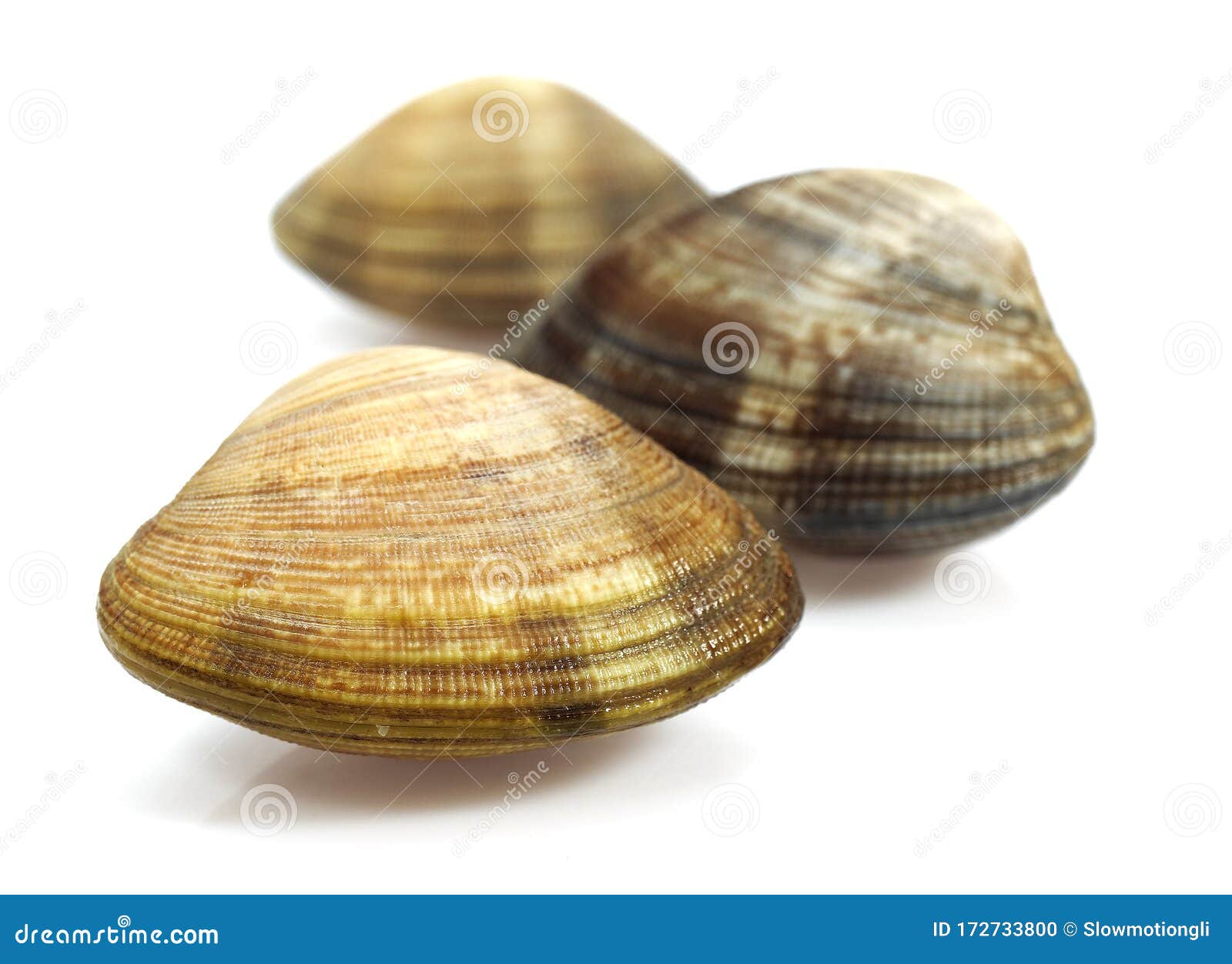 PALOURDE stock photo. Image of white, wildlife, veneridae - 172733800