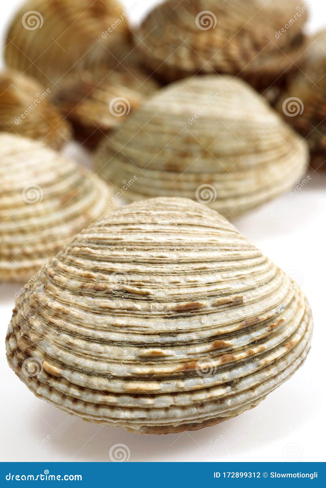PRAIRE stock photo. Image of animal, shell, wildlife - 172899312