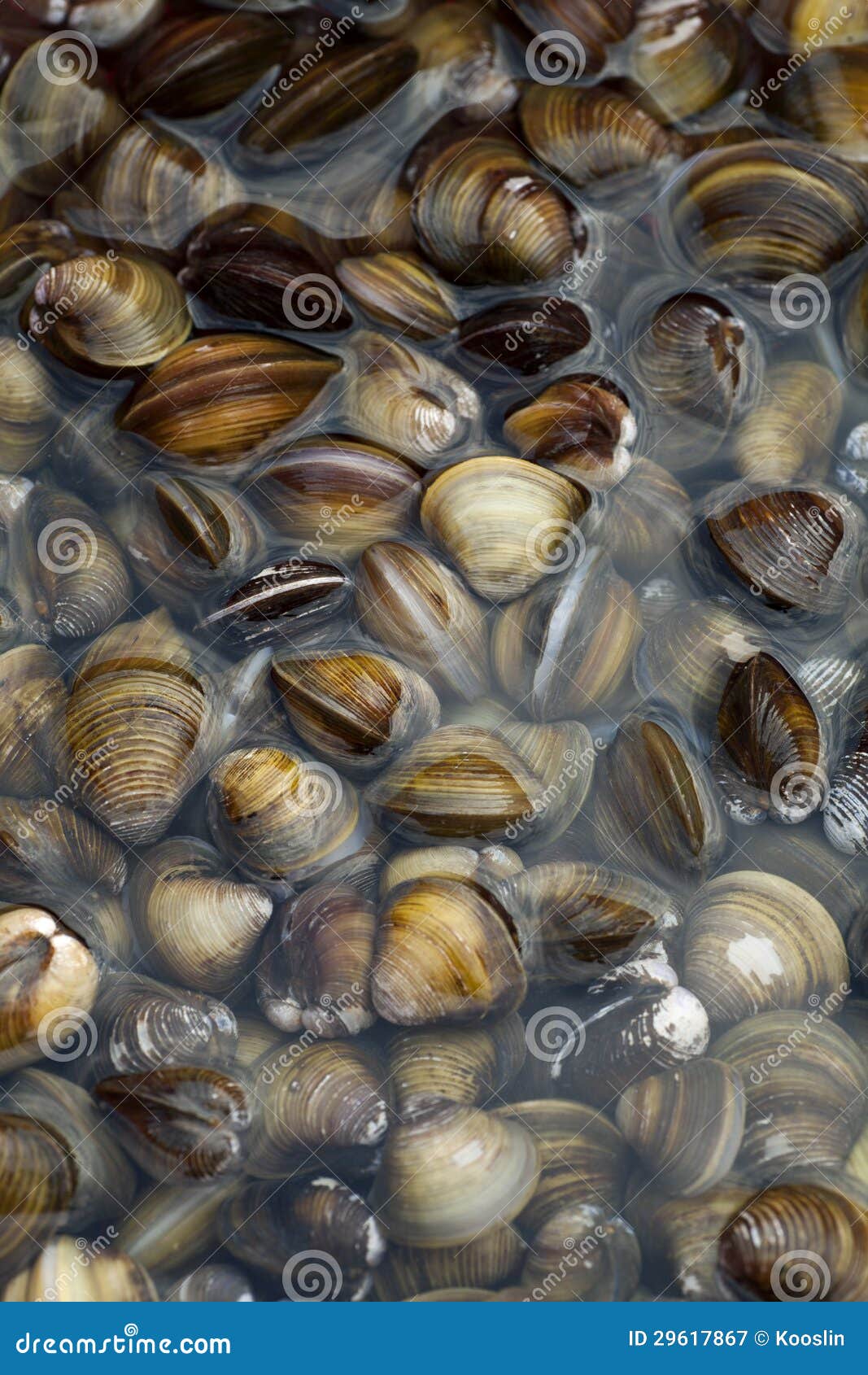 Clams in water stock image. Image of closeup, detail - 29617867