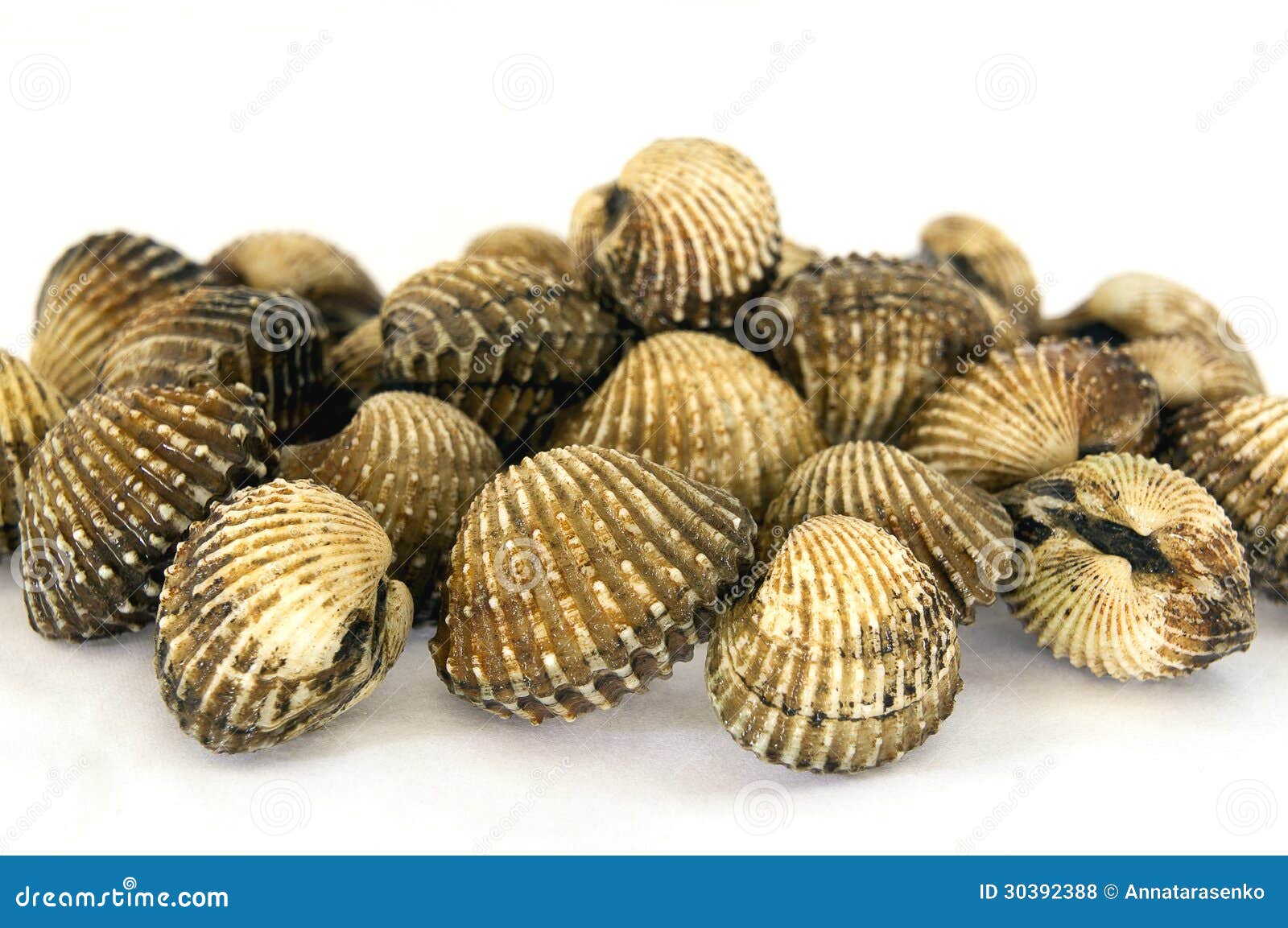 Clams on a White Background Stock Photo - Image of white, pile: 30392388