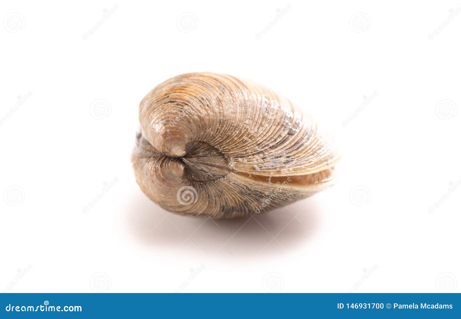 Clams on a White Background Stock Photo - Image of saltwater, mollusk ...