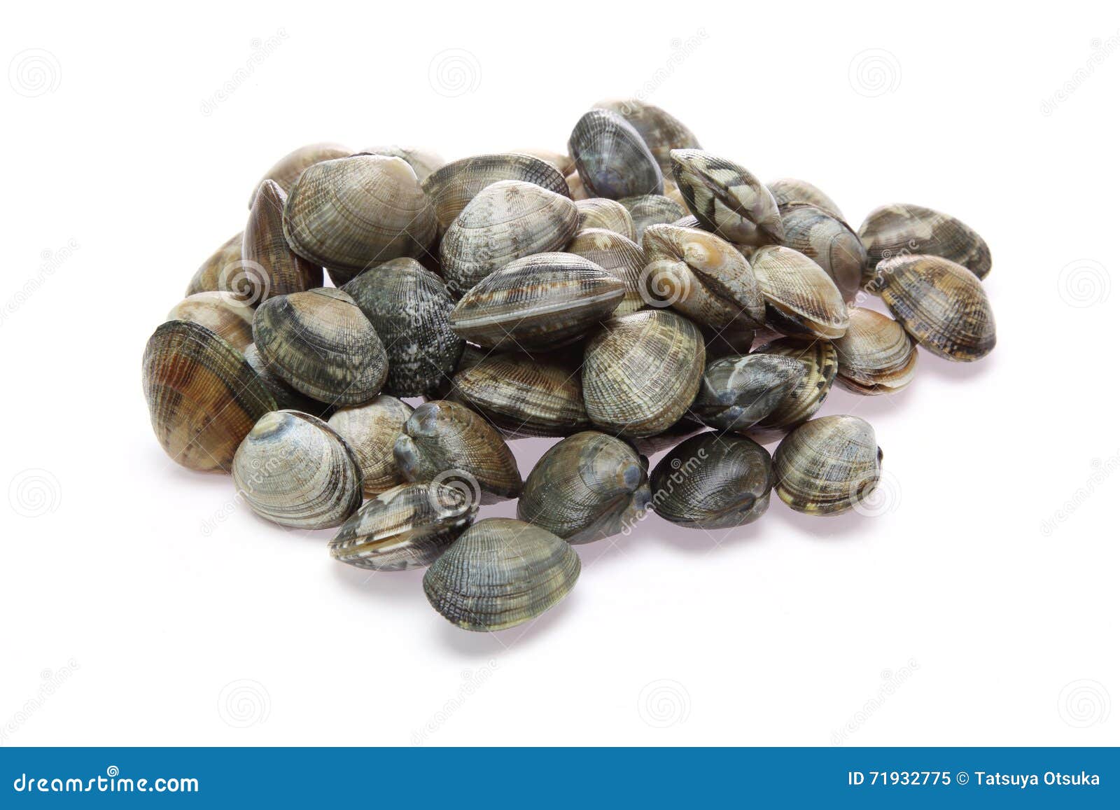 Clams in a White Background Stock Image - Image of healthy, background ...