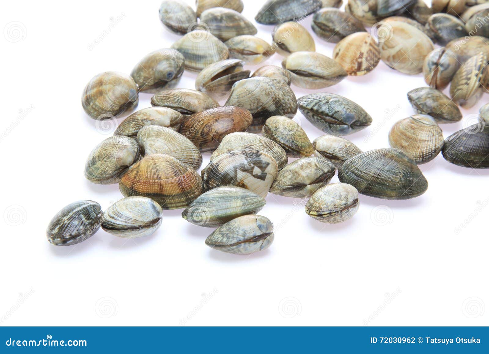 Clams in a White Background Stock Photo - Image of isolated, seafood ...
