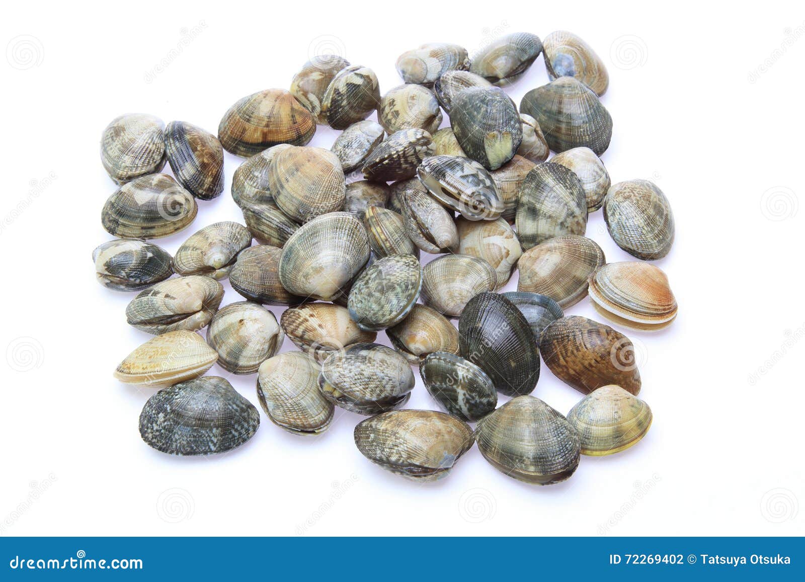 Clams in a White Background Stock Photo - Image of white, healthy: 72269402