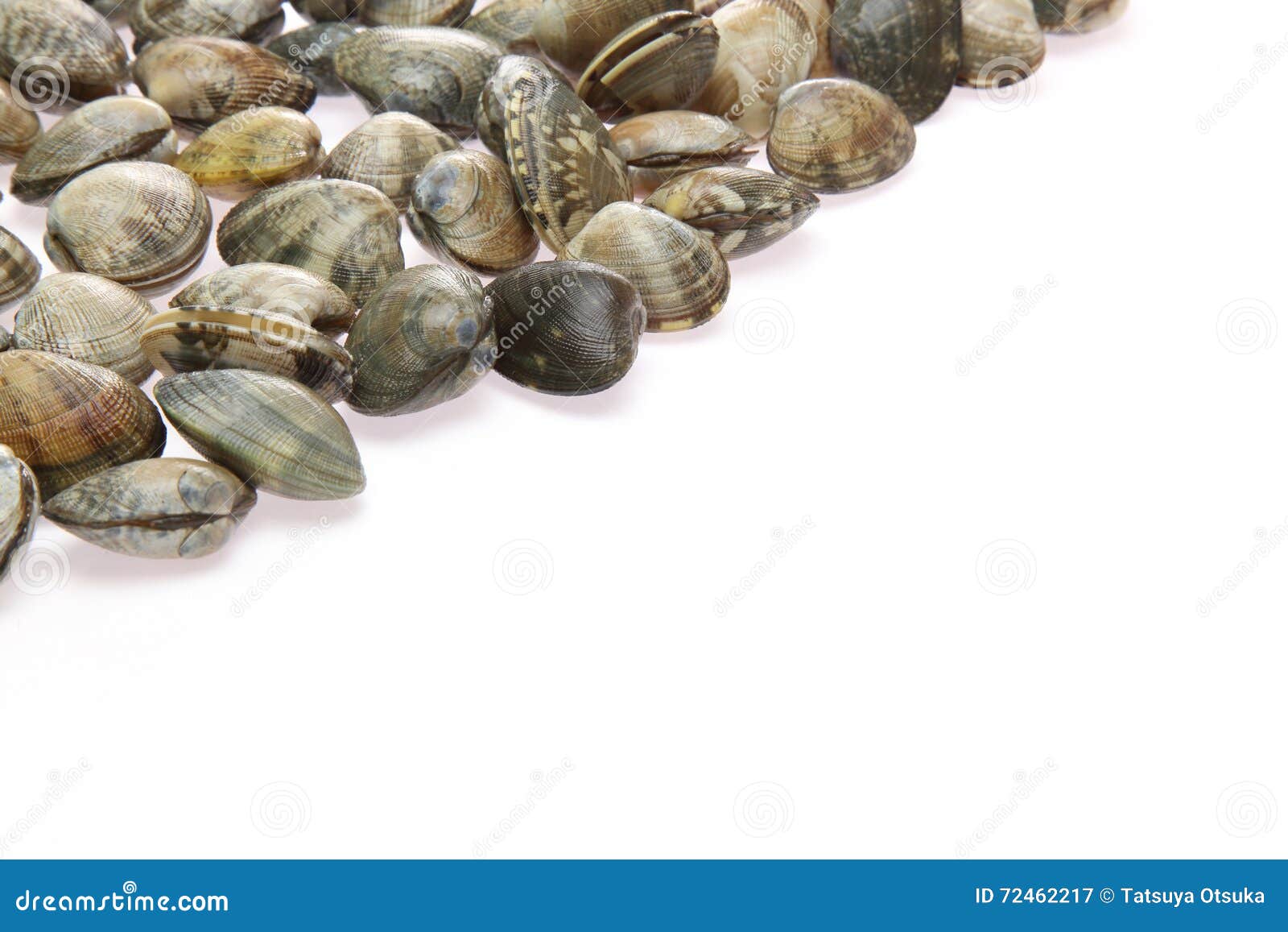 Clams in a White Background Stock Image - Image of food, mussels: 72462217