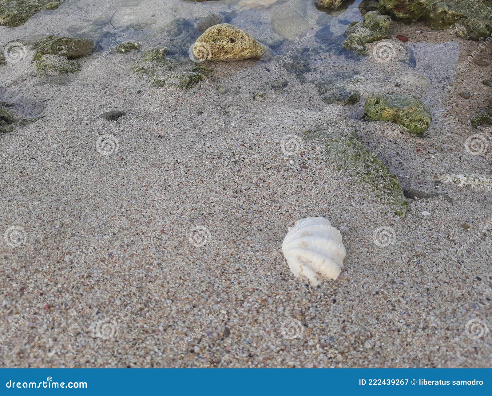 Clamshell on the Beach at Morning Stock Image - Image of leaf, pebble ...