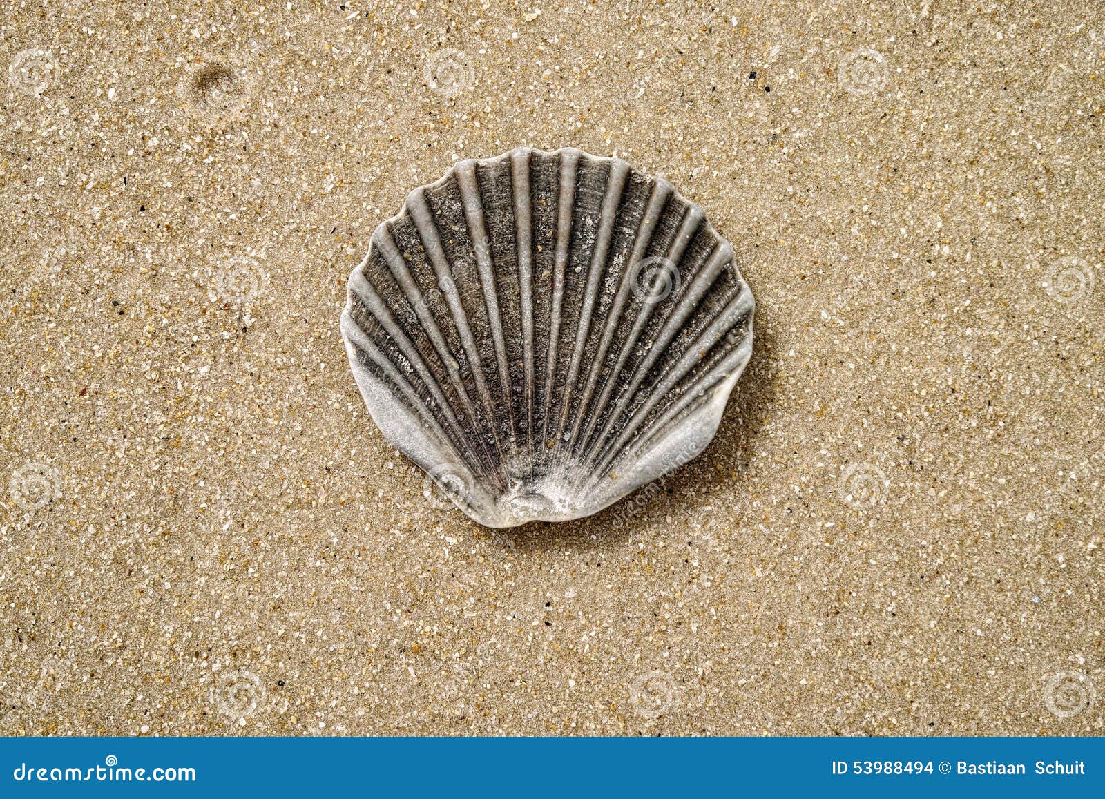Clamshell on the beach stock photo. Image of floor, tropical - 53988494