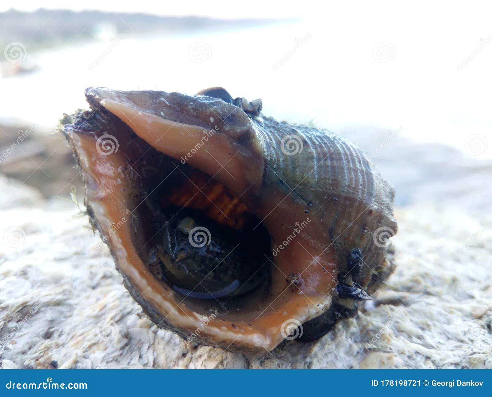 Of the clamshell stock image. Image of clamshell, relax - 178198721