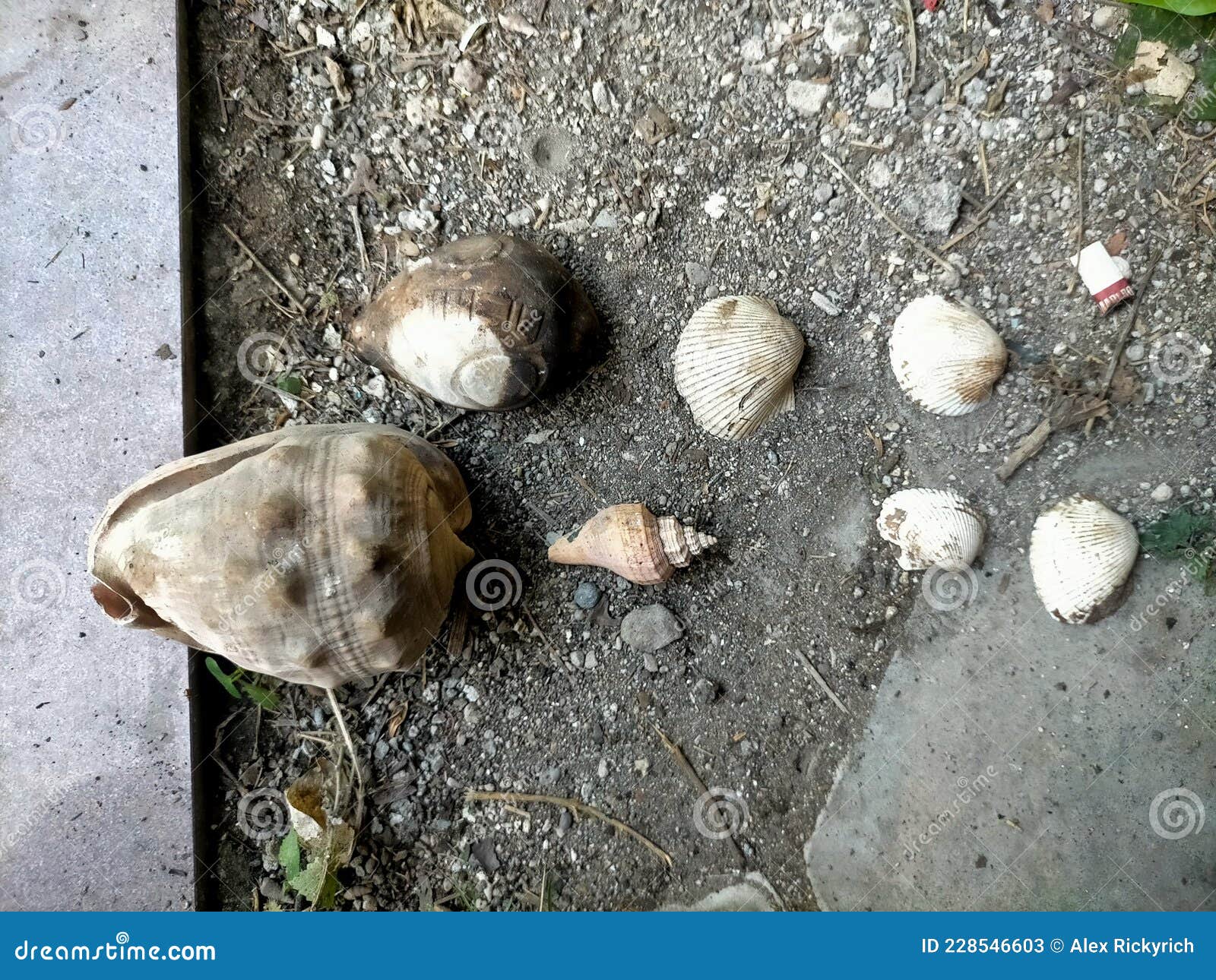 Clamshell on the Ground Take from Top View Stock Image - Image of ...