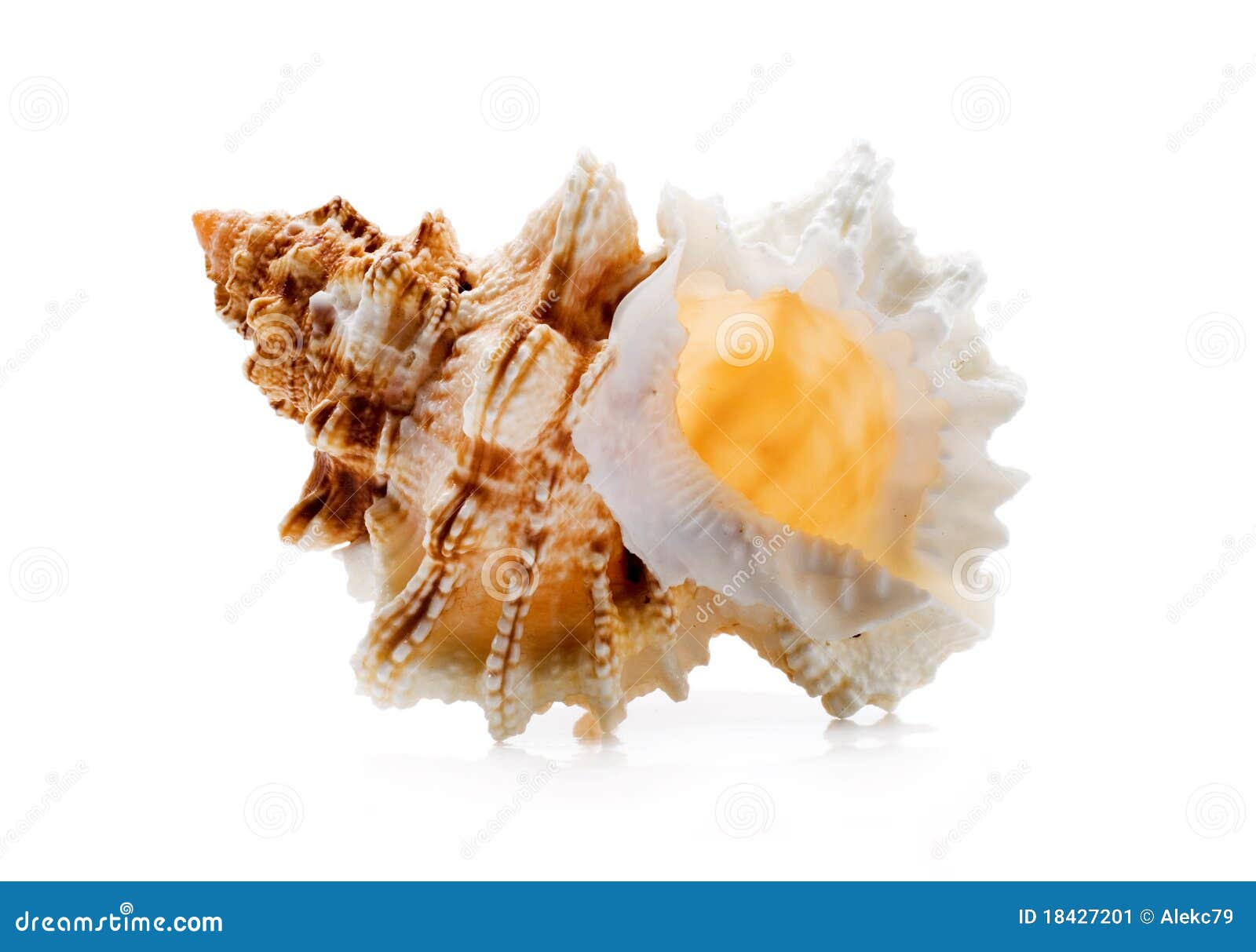 Clamshell isolated stock image. Image of biology, mollusk - 18427201