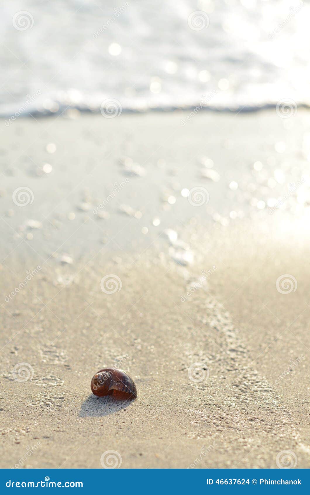 Clamshell on sunny beach stock photo. Image of beach - 46637624