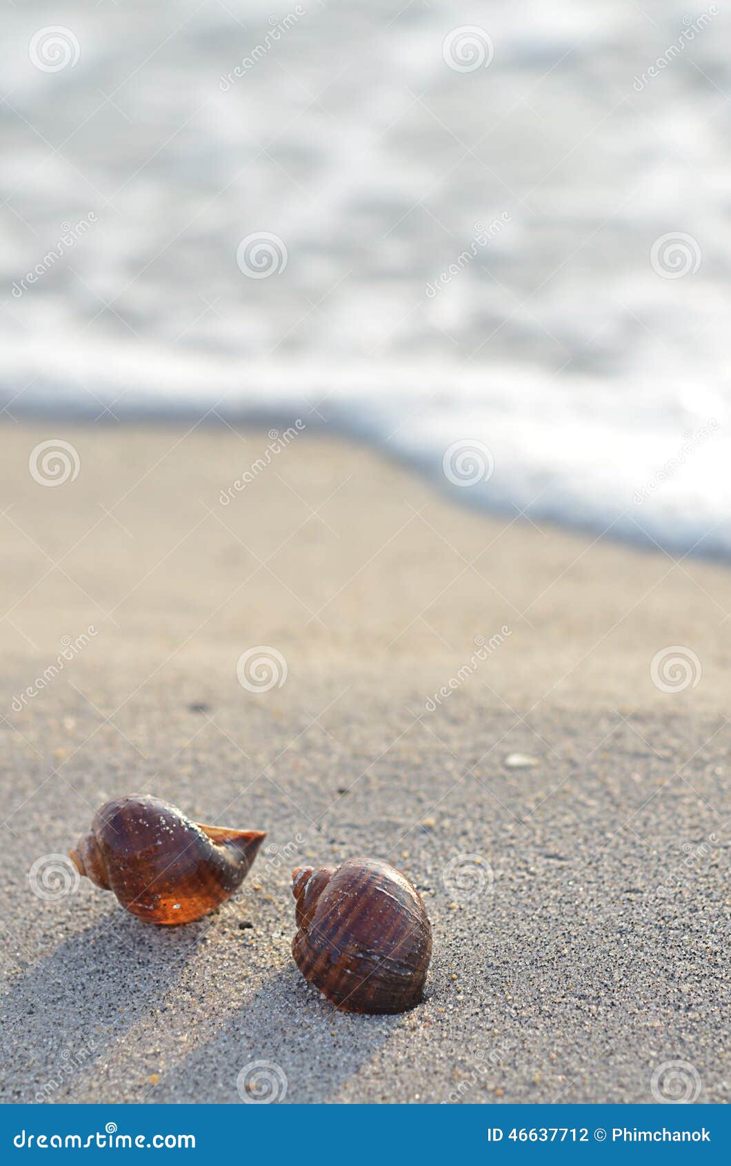 Clamshell on sunny beach stock photo. Image of season - 46637712