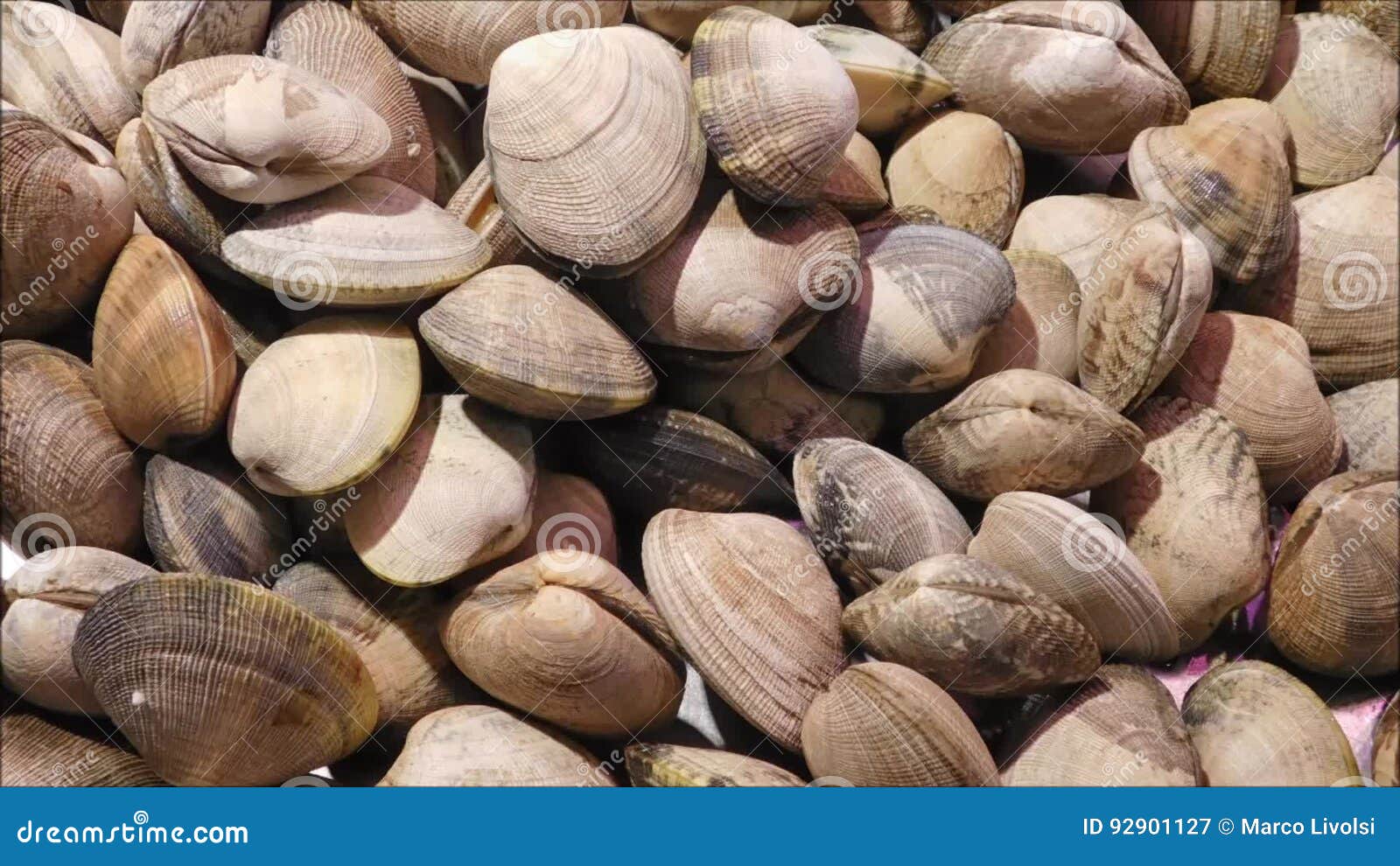 Clamshell Texture Stock Footage & Videos - 8 Stock Videos